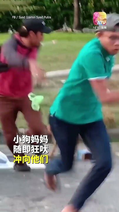 巫裔男“好心”救狗 反被狗妈妈“吠” Youtube