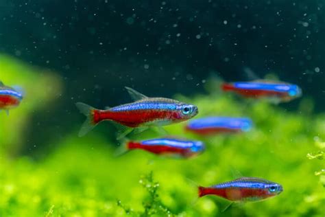 Types Of Tetras Popular Tetra Species Care Guide