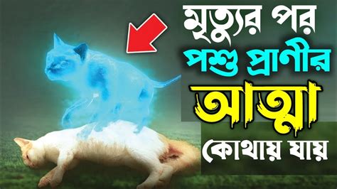 মৃত্যুর পর পশুপ্রাণীর আত্মা কোথায় যায় তাদের শেষ পরিনতি কি জানলে