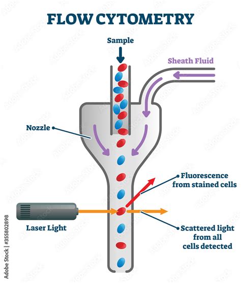Flow Cytometry Vector Illustration Labeled Measurement Instrument