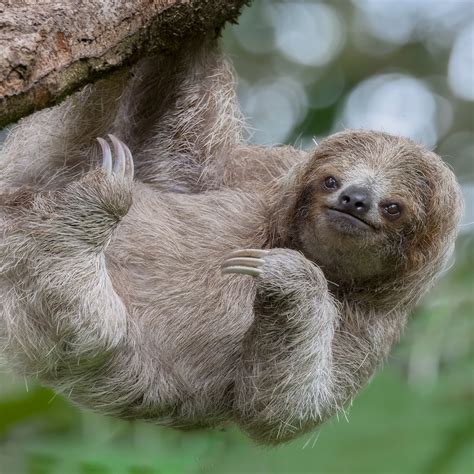 Ancient Sloths Not So Slothful Abc Listen