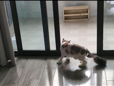 给猫猫剃毛有关系吗还有他肚子下面的是什么呀 Nga玩家社区