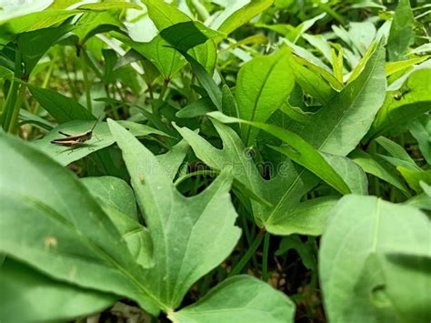 Grasshopper Hidden In The Grass Forest Stock Image Image Of Grass