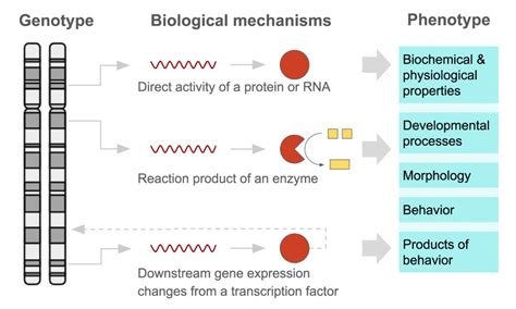 42 Genotype Vs Phenotype Threshold Concepts In Biochemistry