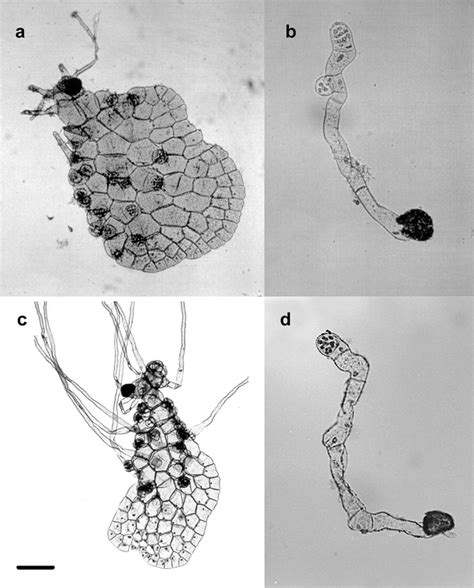 Gametophyte Development Sex Expression And Antheridiogen System In