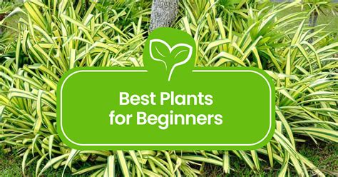 Plants That Repel Ticks 7 Natural Ways To Keep Ticks Away From Your
