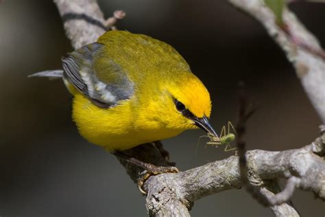 389 Best Assassin Bug Images On Pholder Natureismetal Whatsthisbug