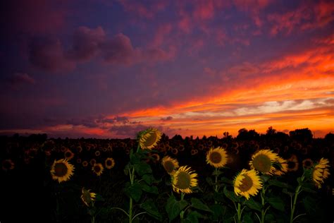 フリー写真素材花・植物向日葵・ヒマワリ夕日・夕焼け・日没画像素材なら！無料・フリー写真素材のフリーフォト