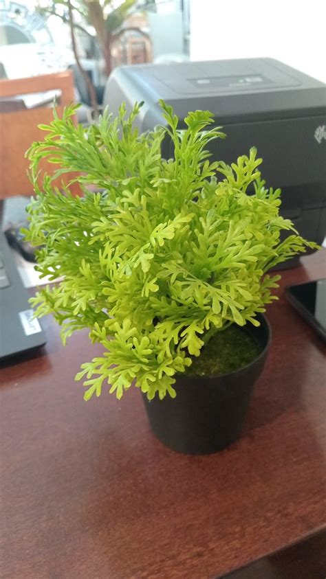 Mini Helecho Sobrero Muebles Rosario