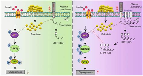 Lrp1 Facilitates Hepatic Glycogenesis By Improving The Insulin