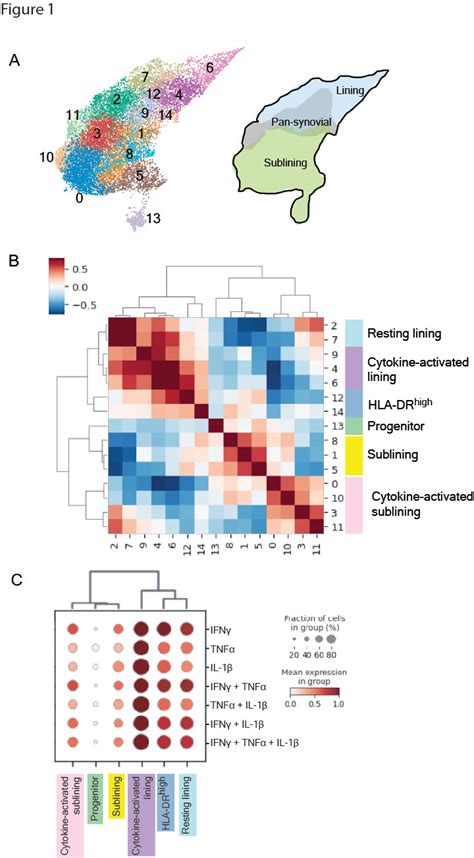 Drivers Of Heterogeneity In Synovial Fibroblasts In Rheumatoid Arthritis Acr Meeting Abstracts