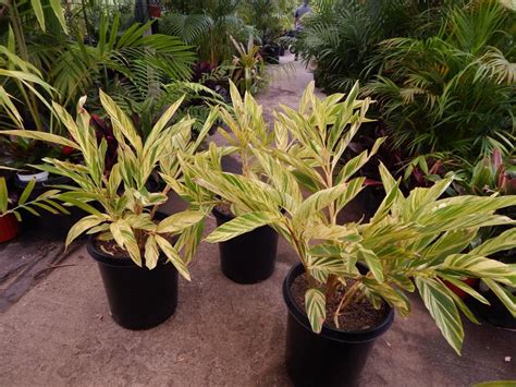 Variegated Shell Ginger