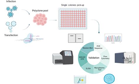 Genetically Engineered Cell Lines Kyinno Bio