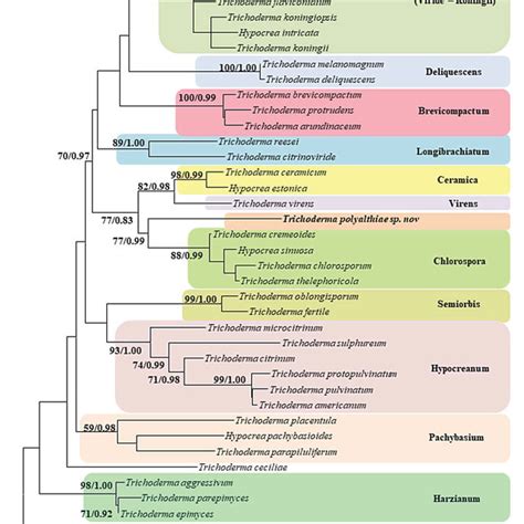 phylogenetic tree based on maximum likelihood ml analysis of the