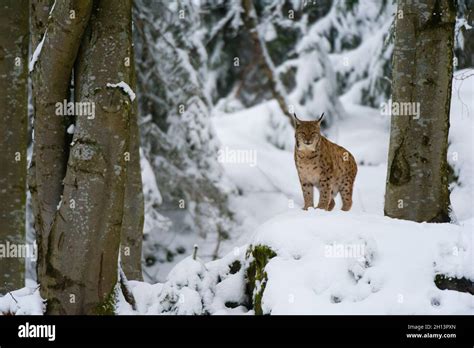 Lynx linx hi-res stock photography and images - Alamy