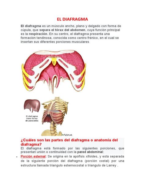 El Diafragma Pdf Anatomía Anatomía Humana