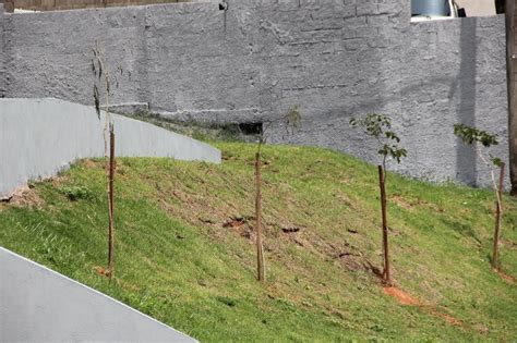 Novo Conjunto Habitacional Do Engenho Novo Recebe Plantio De Mudas