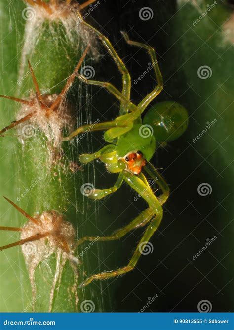 Tiny Green Spider On A Small Cactus Stock Image Image Of Spider Spinesw 90813555