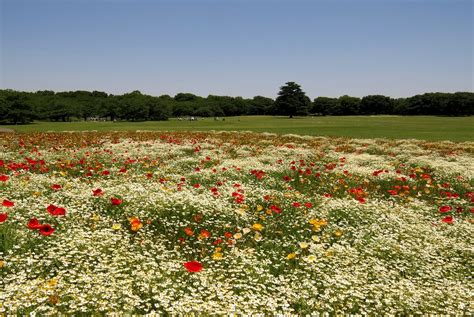 ジャーマンカモミールとシャーレーポピー ある日の国営昭和記念公園