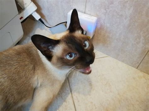 Diy Automatic Cat Feeder Arduino Project Hub