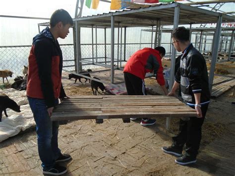 关爱流浪动物，共建和谐生态——吉林大学“爱心引力”青年志愿者协会合隆镇动物基地义工活动 地球探测科学与技术研究