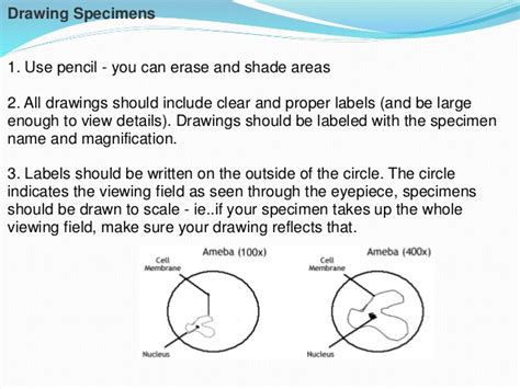 Microscope Drawing Template At Getdrawings Free Download
