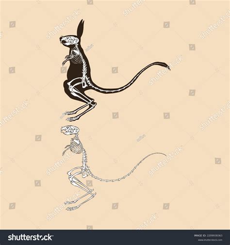 Skeleton Greater Egyptian Jerboa Vector Illustration Stock Vector Royalty Free 2209938363