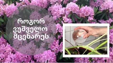 როგორ ვუვლი მცენარეებს როცა შვებულებაში ვართ Youtube