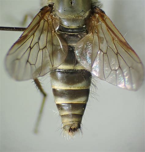 Thereva Plebeja Male Abdomen Castle Hill Sussex Flickr