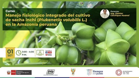 Manejo fisiológico integrado del cultivo de sacha inchi Plukenetia