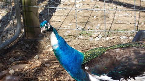 Piebald Peacock Iii By Austringer On Deviantart