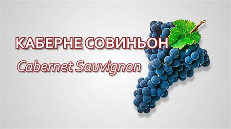 Сорт винограда Каберне Совиньон - YouTube