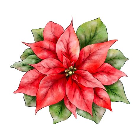 Premium Vector Christmas Poinsettia Flowers Watercolor