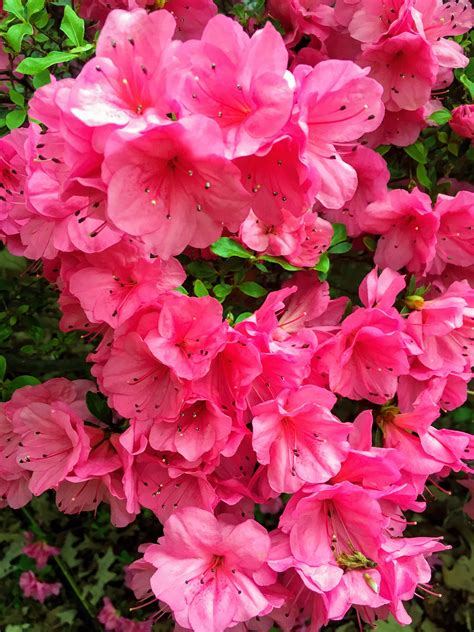 Azalea Bush Ch1nese Lily