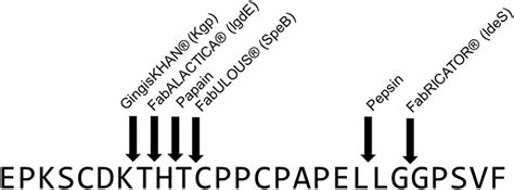 8 Sites Of Cleavage In The Hinge Region Of Igg1 For Enzymes Typically Download Scientific