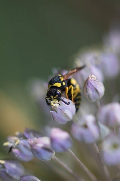 Premium Photo Close Up Of Wasp Pollinating On Flower