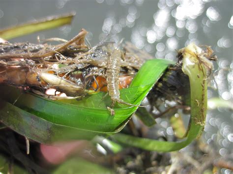 Eelgrass Restoration In Morro Bay Spring 2017