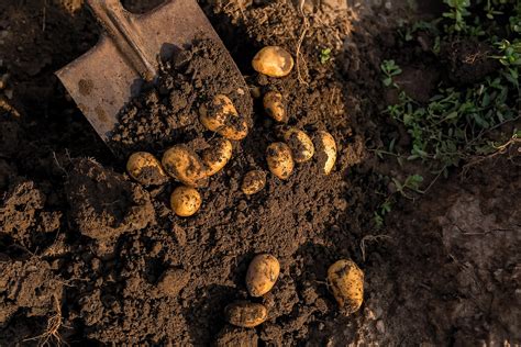 New Antibiotic Compounds Discovered Inside Potatoes
