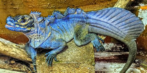 Tropical Expressions Added A New Photo Tropical Expressions