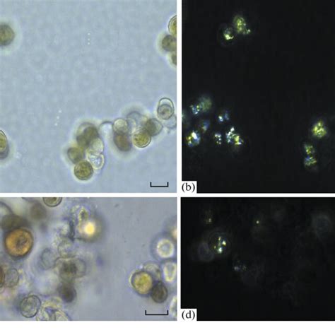 Visualization Of Crystal Structures Using Polarizing Microscopy In C