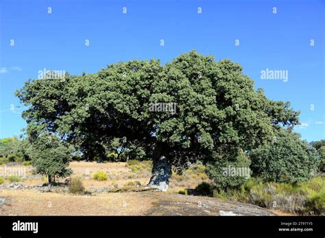 Evergreen Oak Holly Oak Or Holm Oak Quercus Ilex Rotundifolia Or