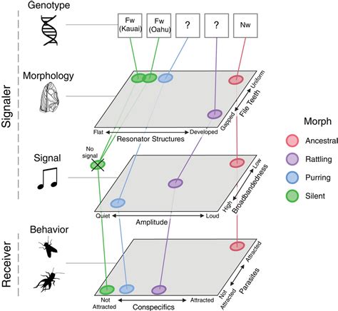 Decoupling Of Sexual Signals And Their Underlying Morphology Facilitates Rapid Phenotypic