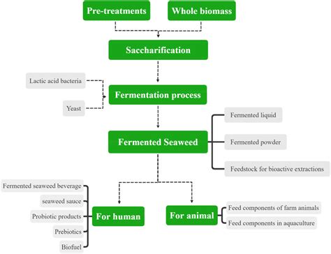 General Scheme Of Seaweed Fermentation Process And Potential Products