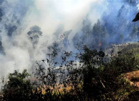 Cajamarca Incendios Forestales Registrados En Julio Afectaron árboles