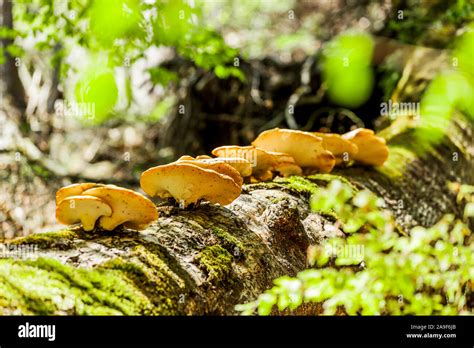 Tree Fungi Hi Res Stock Photography And Images Alamy