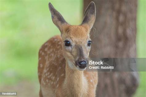 화창한 여름 오후에 잔디에 서있는 젊은 사슴 0명에 대한 스톡 사진 및 기타 이미지 0명 갈색 검은색 Istock