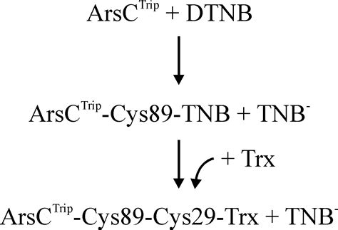 Pdf How Thioredoxin Dissociates Its Mixed Disulfide