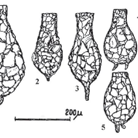 Different Specimens Of Difflugia Elegans From C Ogden S SEM Download Scientific Diagram