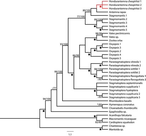 Bayesian Inference BI Tree With Bootstrap Values From The Download Scientific Diagram