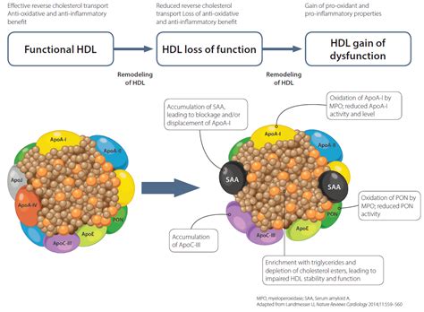 Hdl Molecule